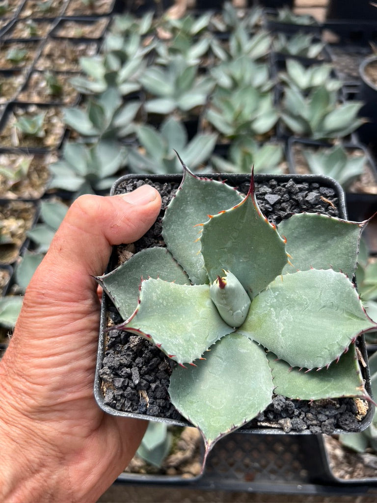 Agave parryi Cumbres de Majalca – Hidden Agave