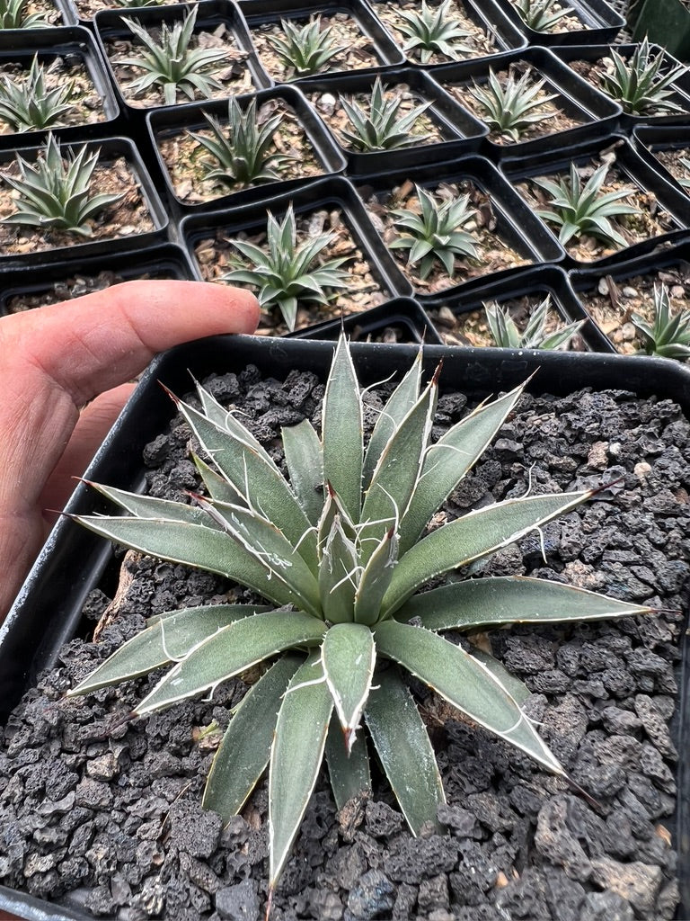 Agave polianthiflora – Hidden Agave