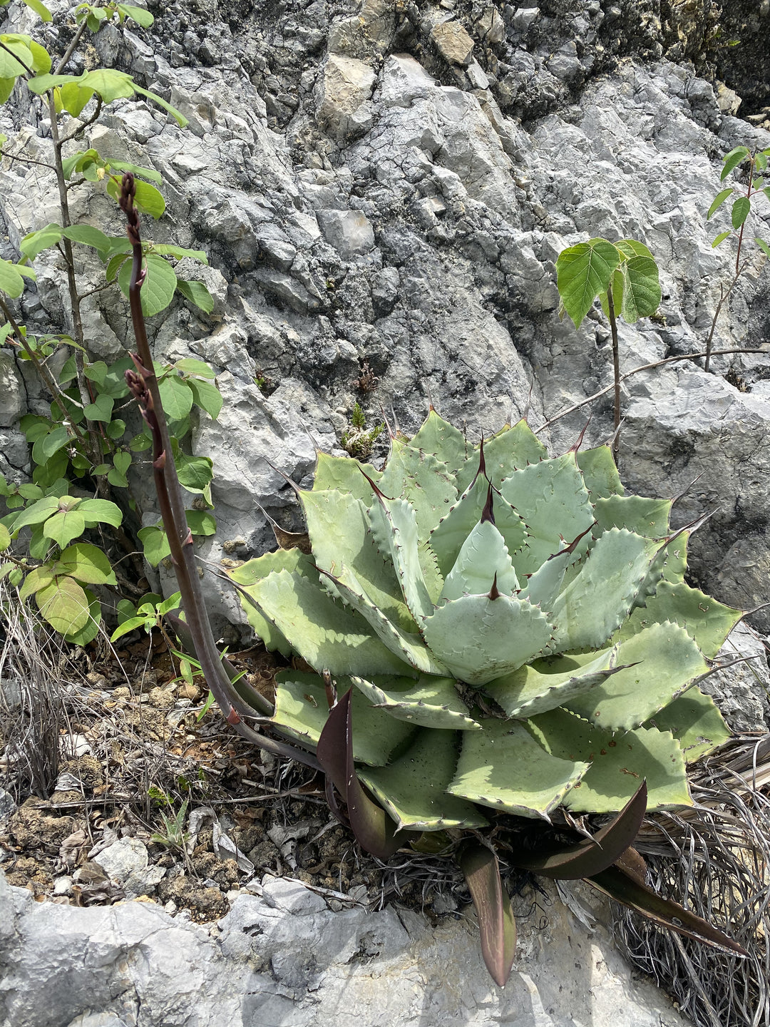 Agave pygmaea – Hidden Agave