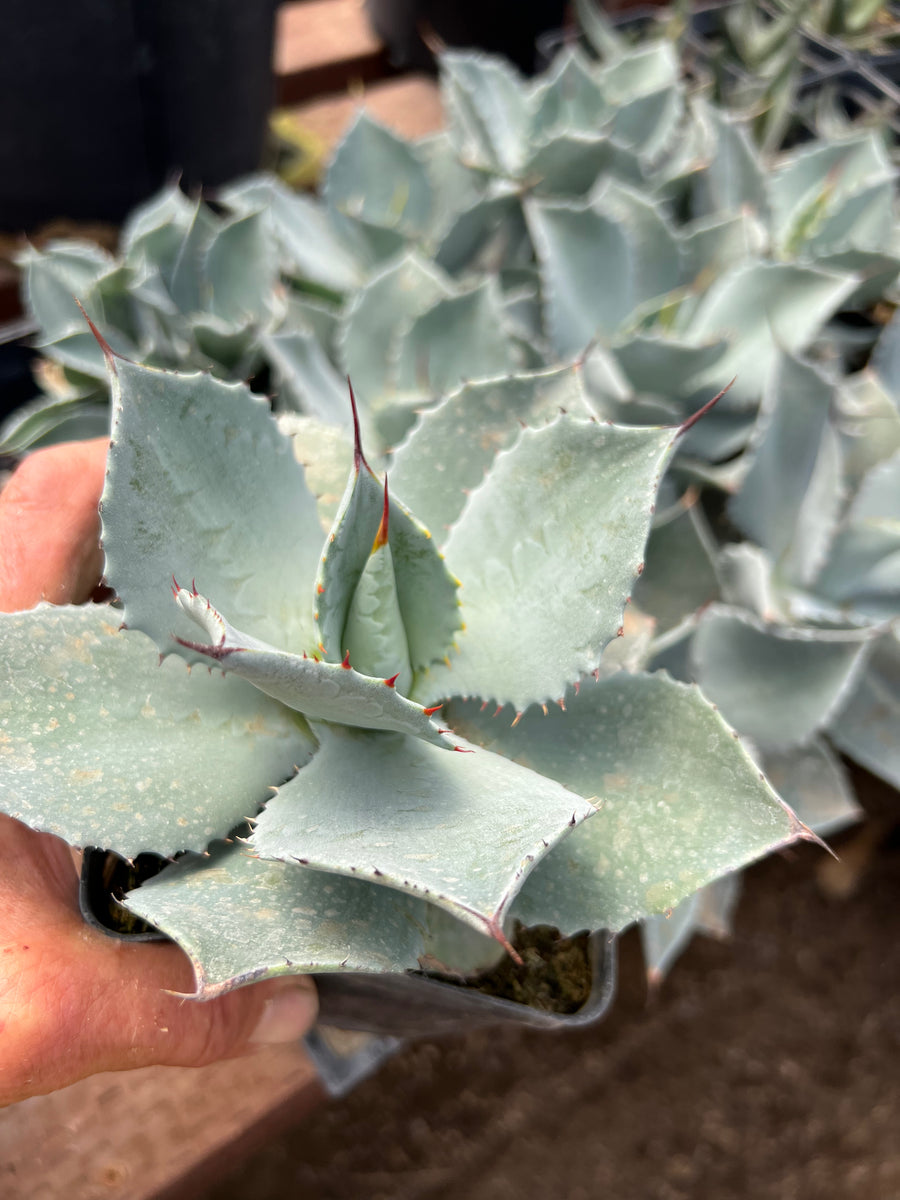 Agave pygmaea – Hidden Agave